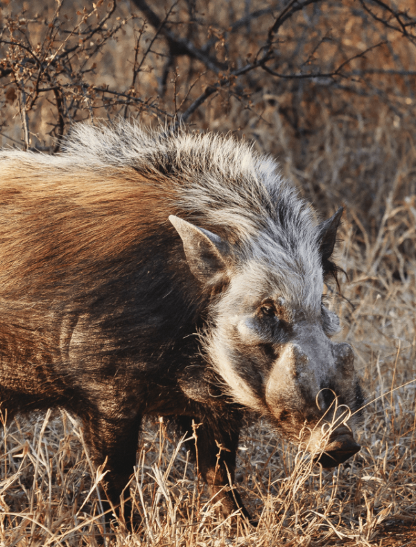 Bushpig - Zander Bierman Safaris